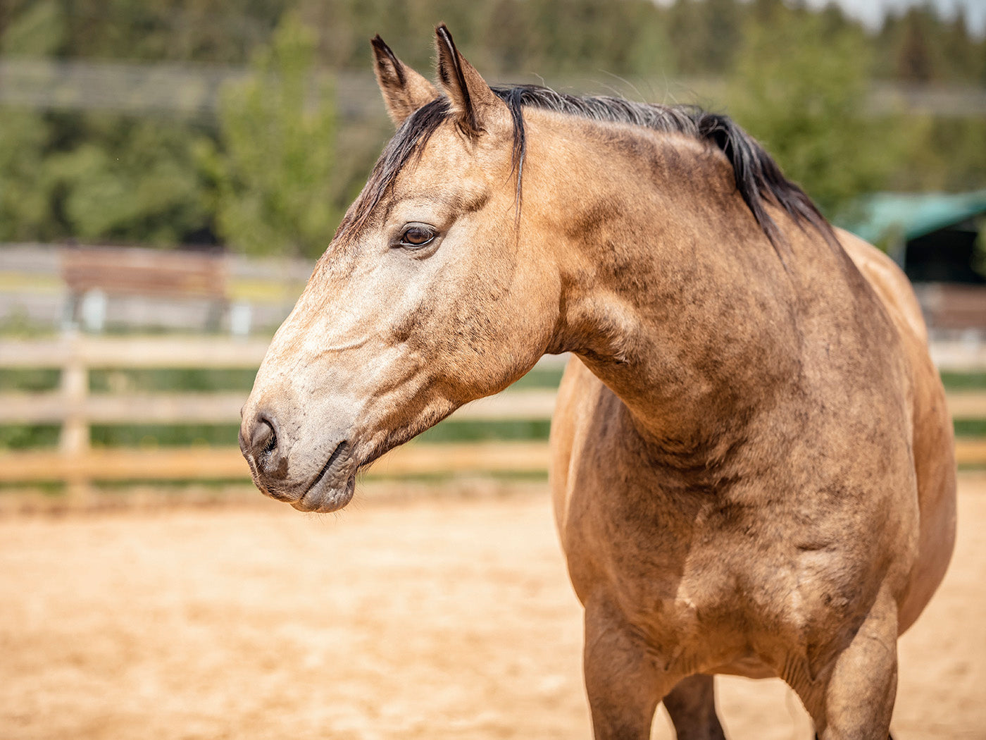Was das Fell über die Gesundheit des Pferdes verrät – MYHORSE.CARE