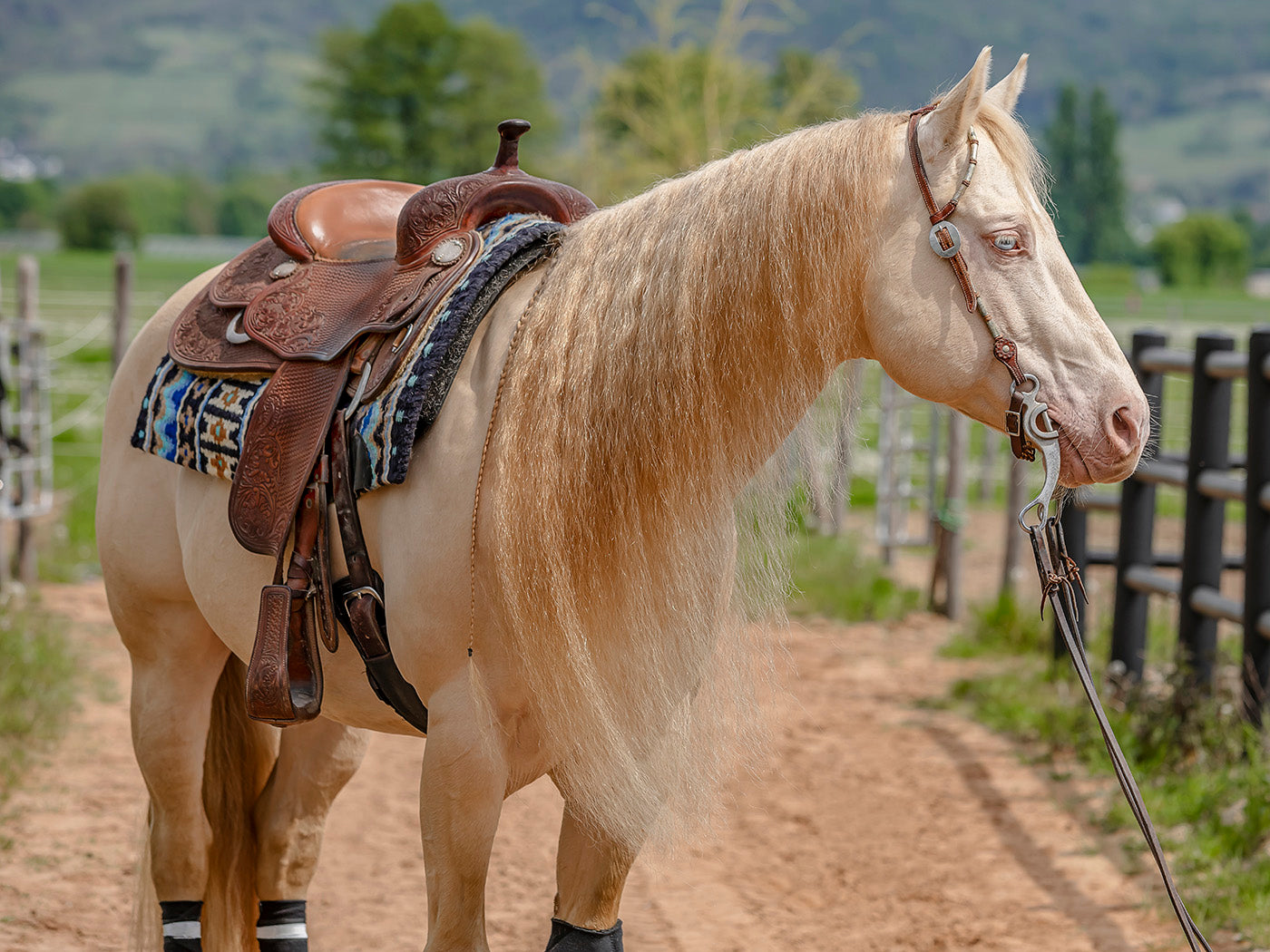 Welche Funktionen erfüllen Mähne und Schweif – MYHORSE.CARE